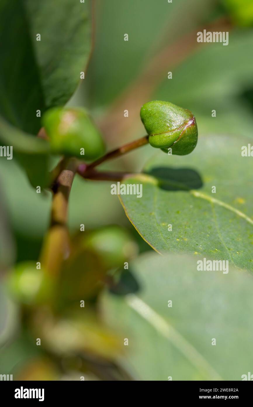 Bud of Caper (Capparis spinosa Stock Photo - Alamy