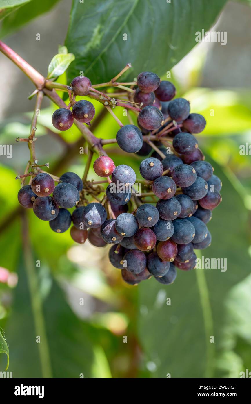 Tree fuchsia (Fuchsia arborescens) fruits Stock Photo - Alamy