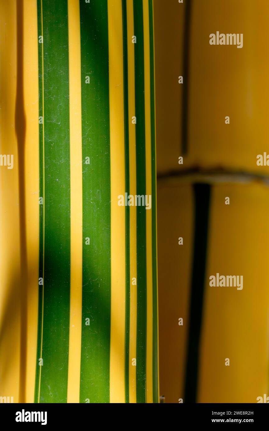 Close-up of Painted bamboo (Bambusa vulgaris f. vittata) stem Stock ...