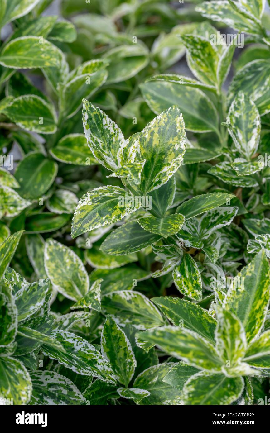 Spindle (Euonymus fortunei) 'Harlequin' Stock Photo - Alamy