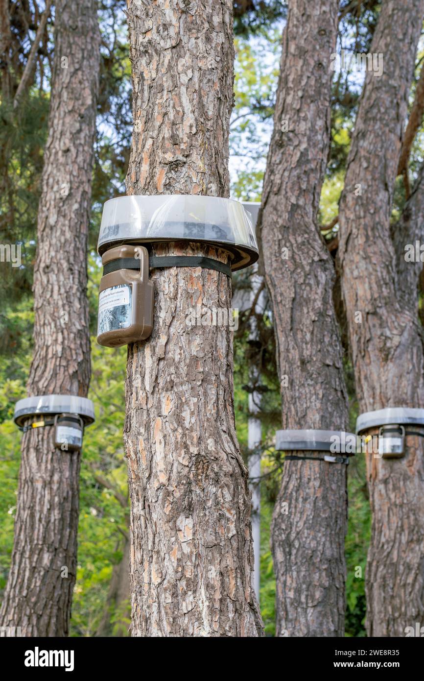 Traps for Pine processionary (Thaumetopoea pityocampa) caterpillars in ...