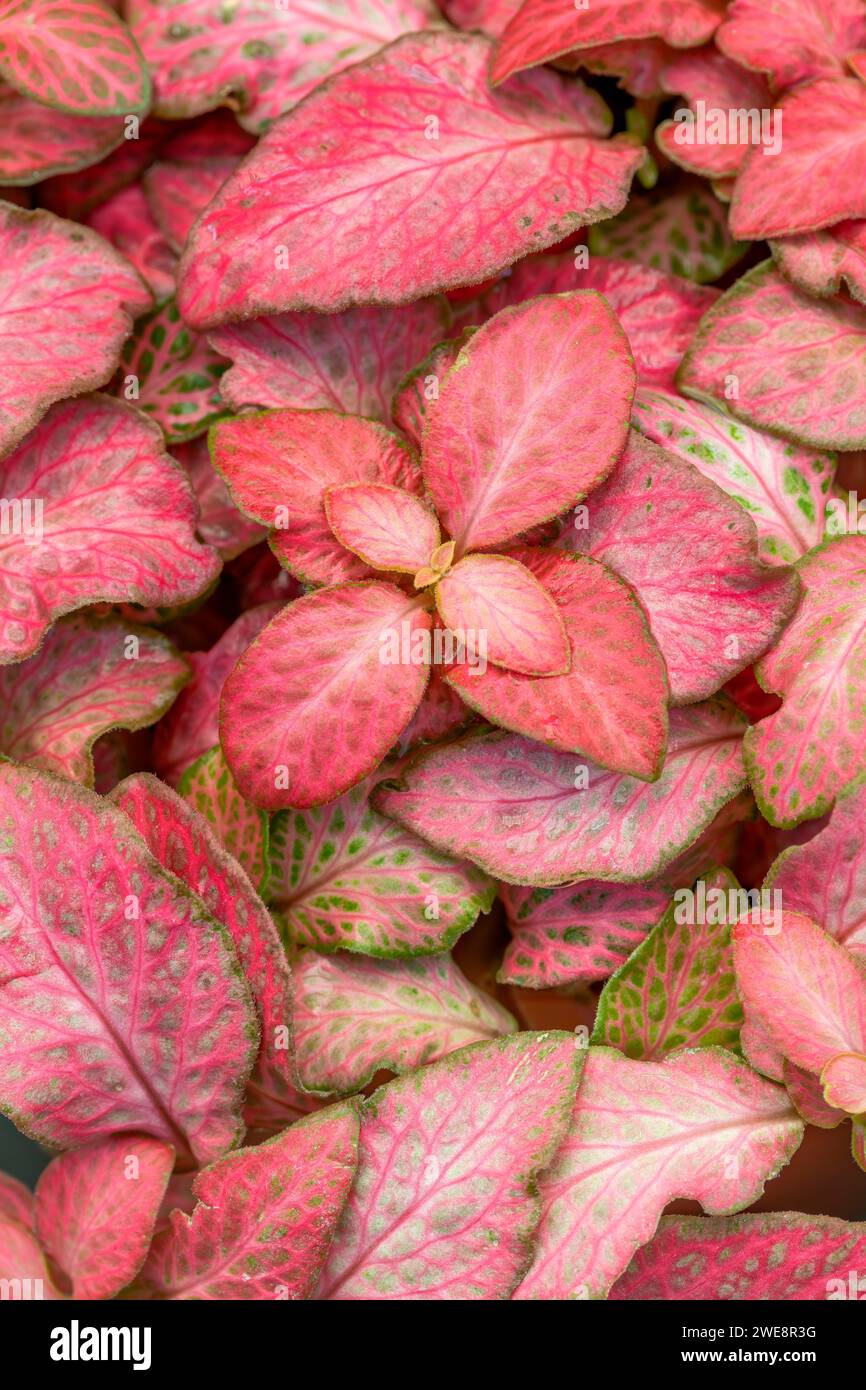 Red nerve plant (Fittonia sp Stock Photo - Alamy