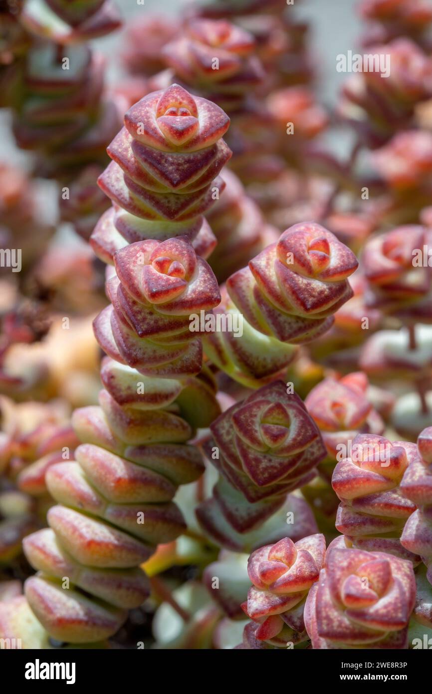 Crassula x rupestris f. marnieriana 'Hottentot Stock Photo - Alamy