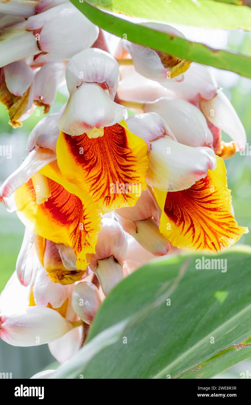 Shell ginger (Alpinia zerumbet Stock Photo - Alamy