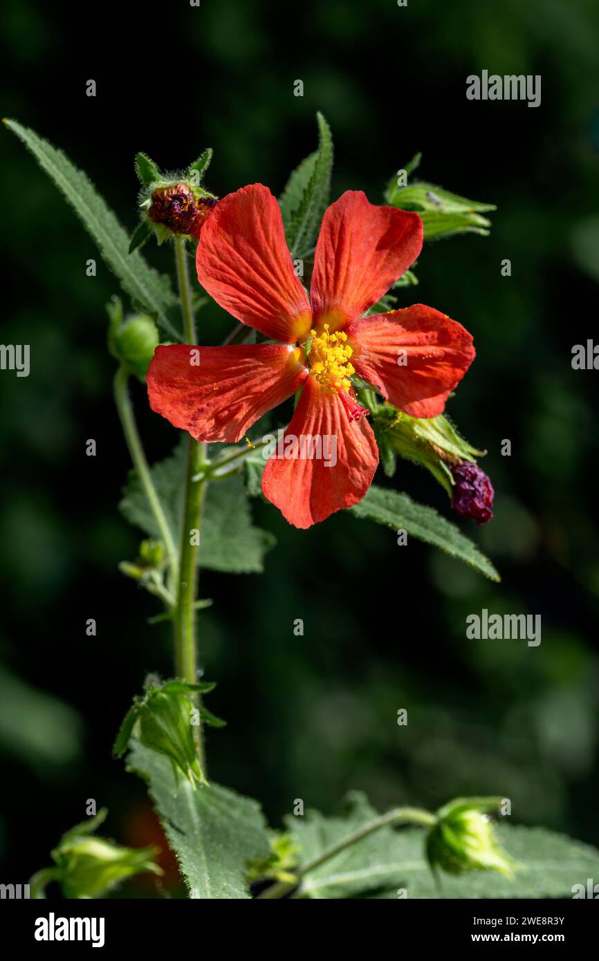 Red Mallow (Pavonia missionum Stock Photo - Alamy