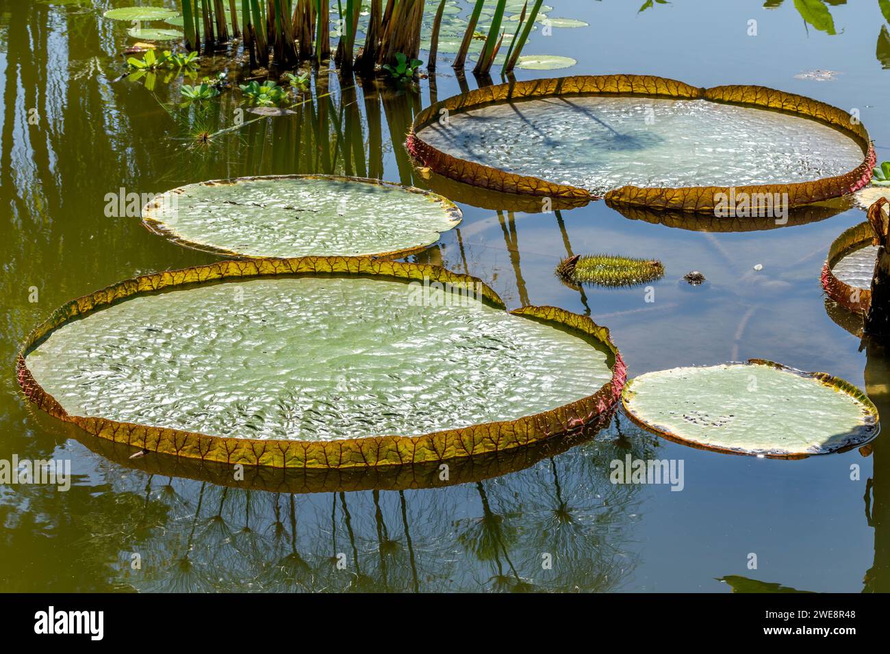 Santa Cruz water lily (Victoria cruziana) in garden pond Stock Photo - Alamy