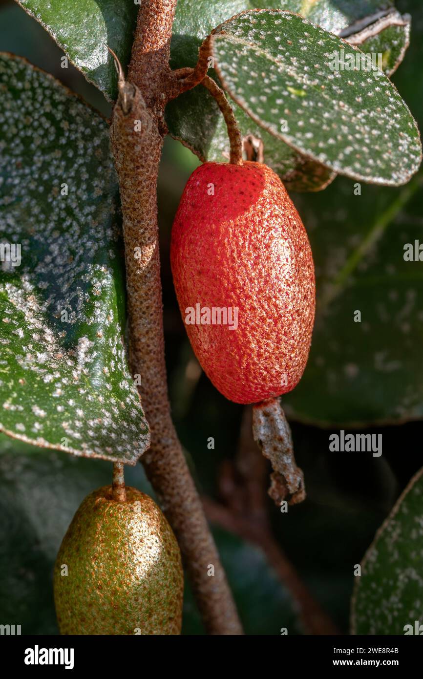 Elaeagnus (Elaeagnus x submacrophylla = Elaeagnus x ebbingei) fruit ...
