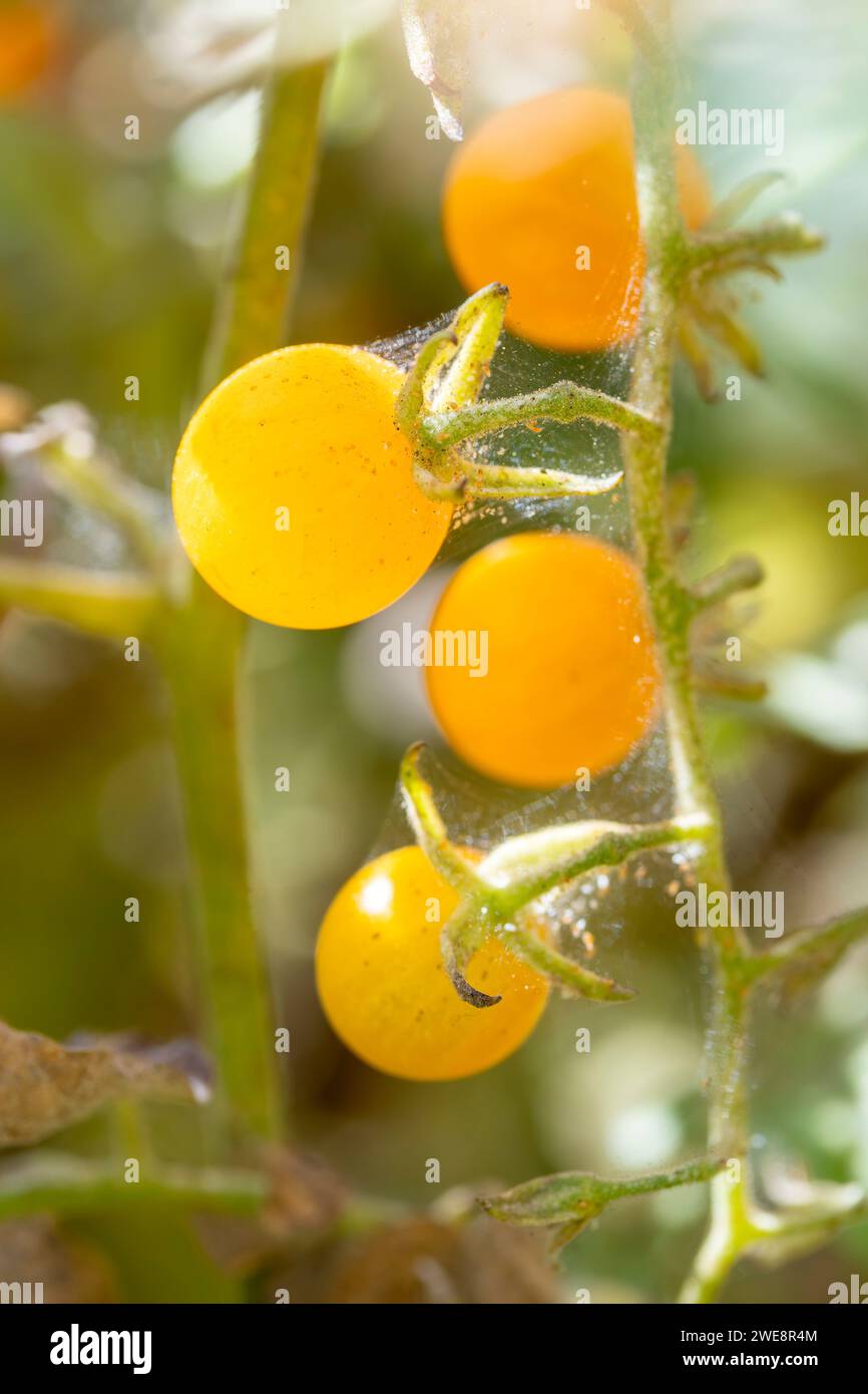 Spider mites (Tetranychus sp.) webbing on Golden Cherry Tomato (Solanum ...