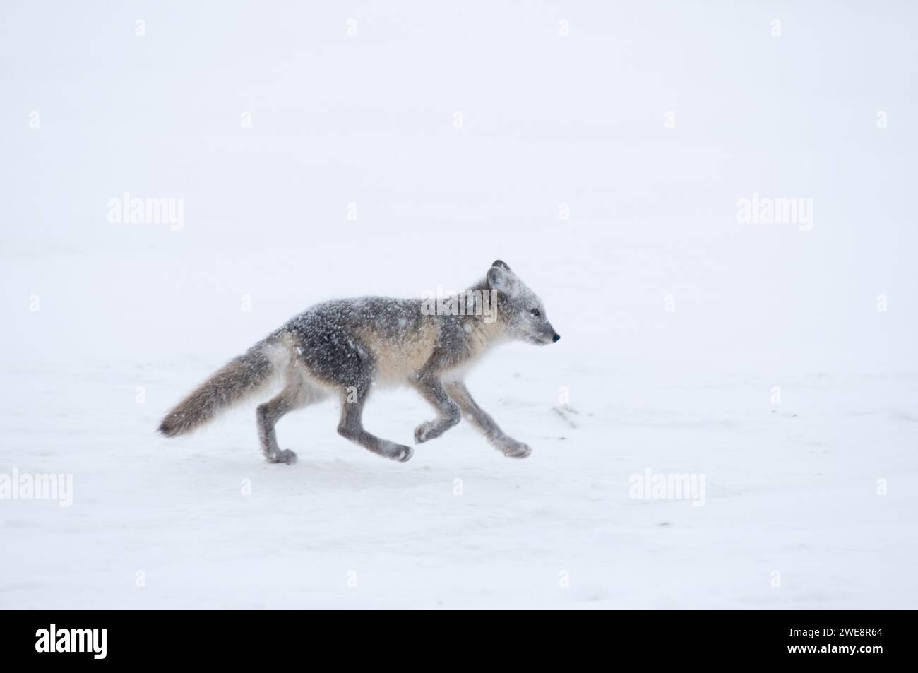 arctic fox Alopex lagopus changing into its winter coat scavenging and ...