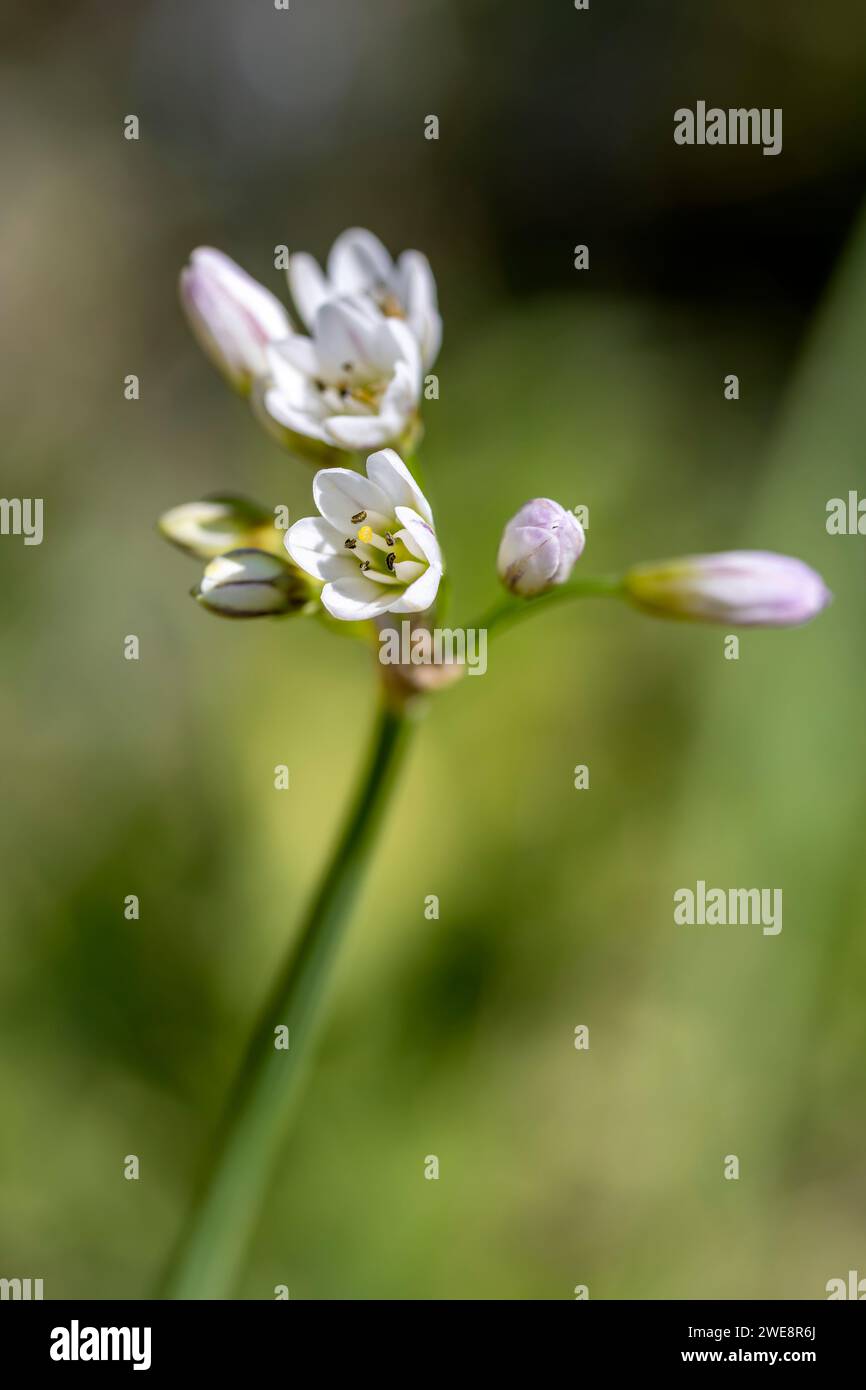 Fragrant false garlic (Nothoscordum gracile Stock Photo - Alamy