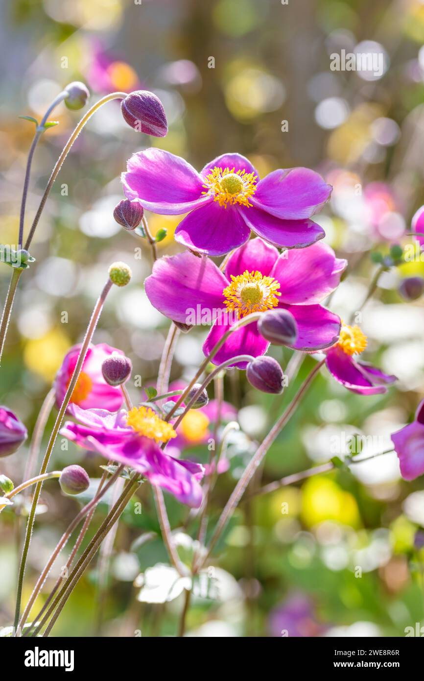Japanese Anemone (Anemone hupehensis) 'Splendens' Stock Photo - Alamy