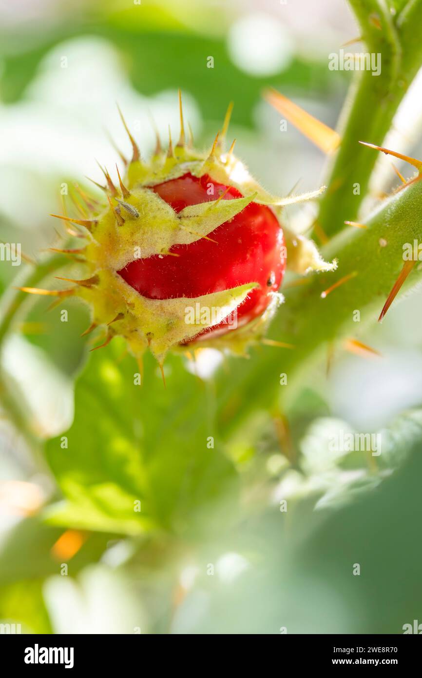 Sticky nightshade (Solanum sisymbriifolium Stock Photo - Alamy