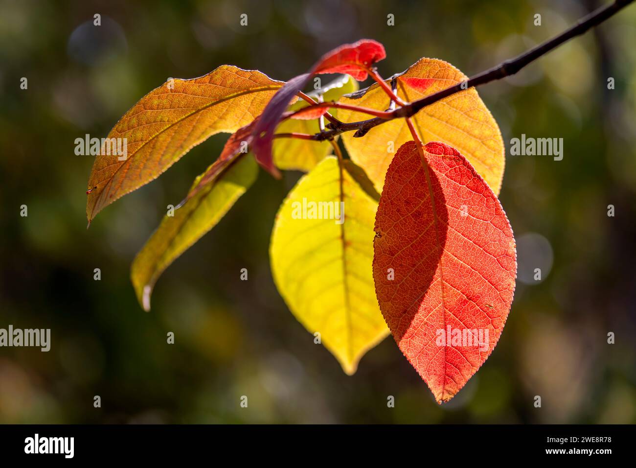 Bird cherry (Prunus padus) leaves in autumn colour Stock Photo - Alamy