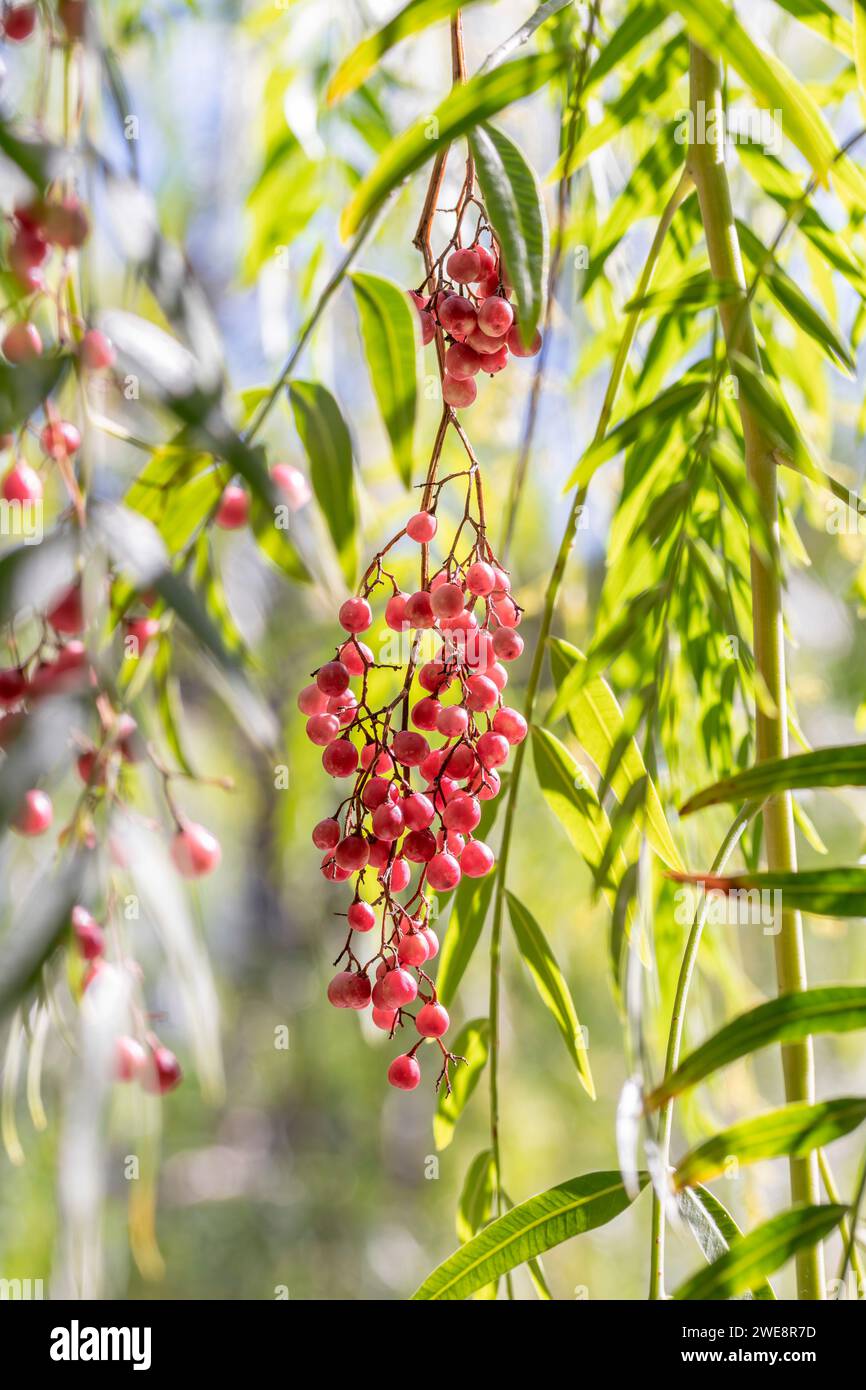 Fruits of Peruvian Pepper (Schinus molle) in September - pink ...