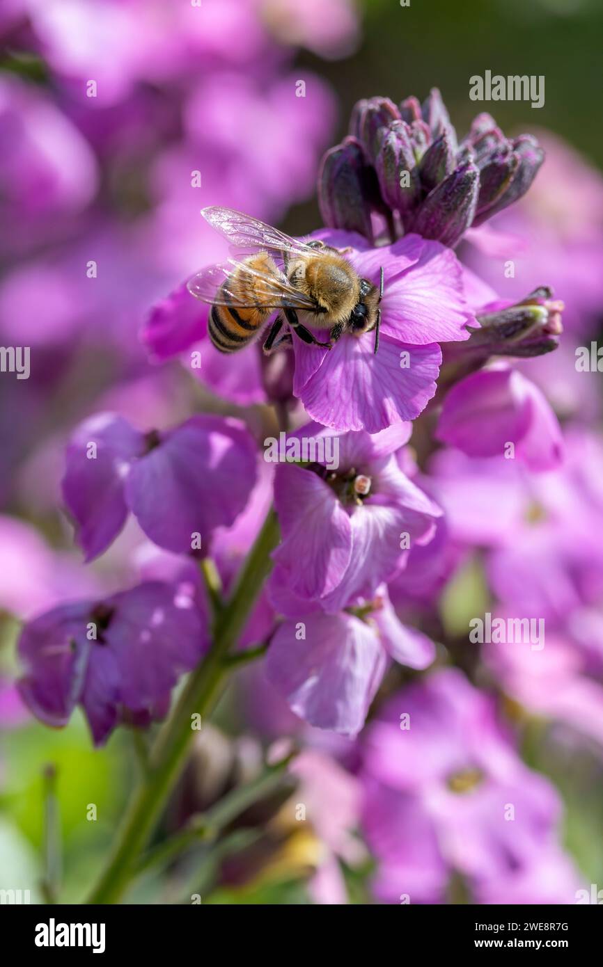 Honey Bee (Apis mellifera) feeding on flowering Wallflower (Erysimum sp ...