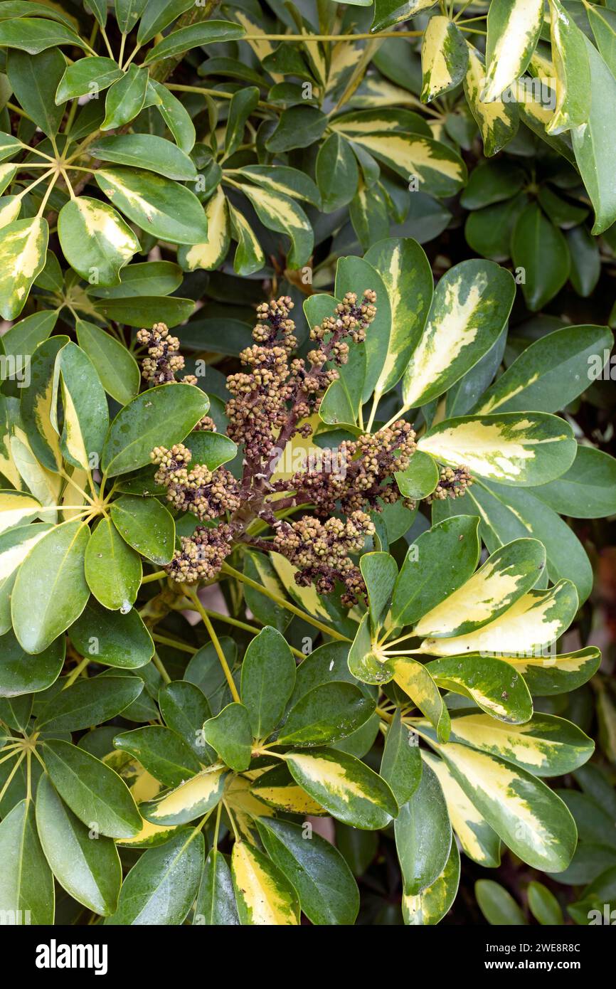 Umbrella tree (Schefflera arboricola) 'Gold Capella' Stock Photo - Alamy