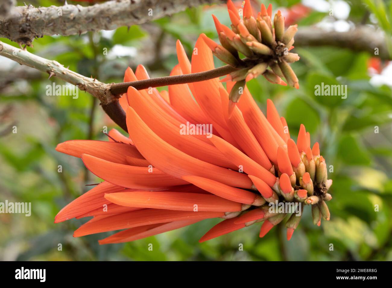 Common Coral-tree (Erythrina lysistemon), flowers Stock Photo - Alamy