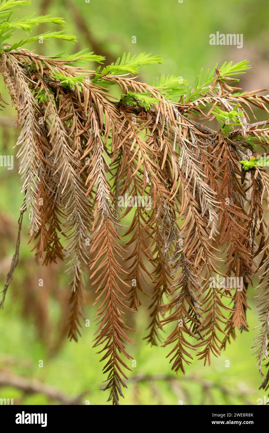 Montezuma Cypress (Taxodium mucronatum), foliage Stock Photo - Alamy