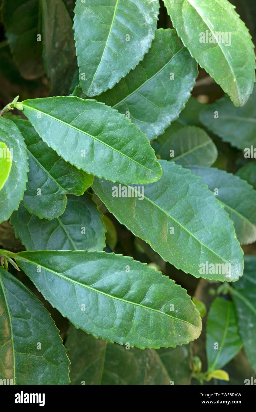 Tea plant (Camellia sinensis), foliage Stock Photo - Alamy