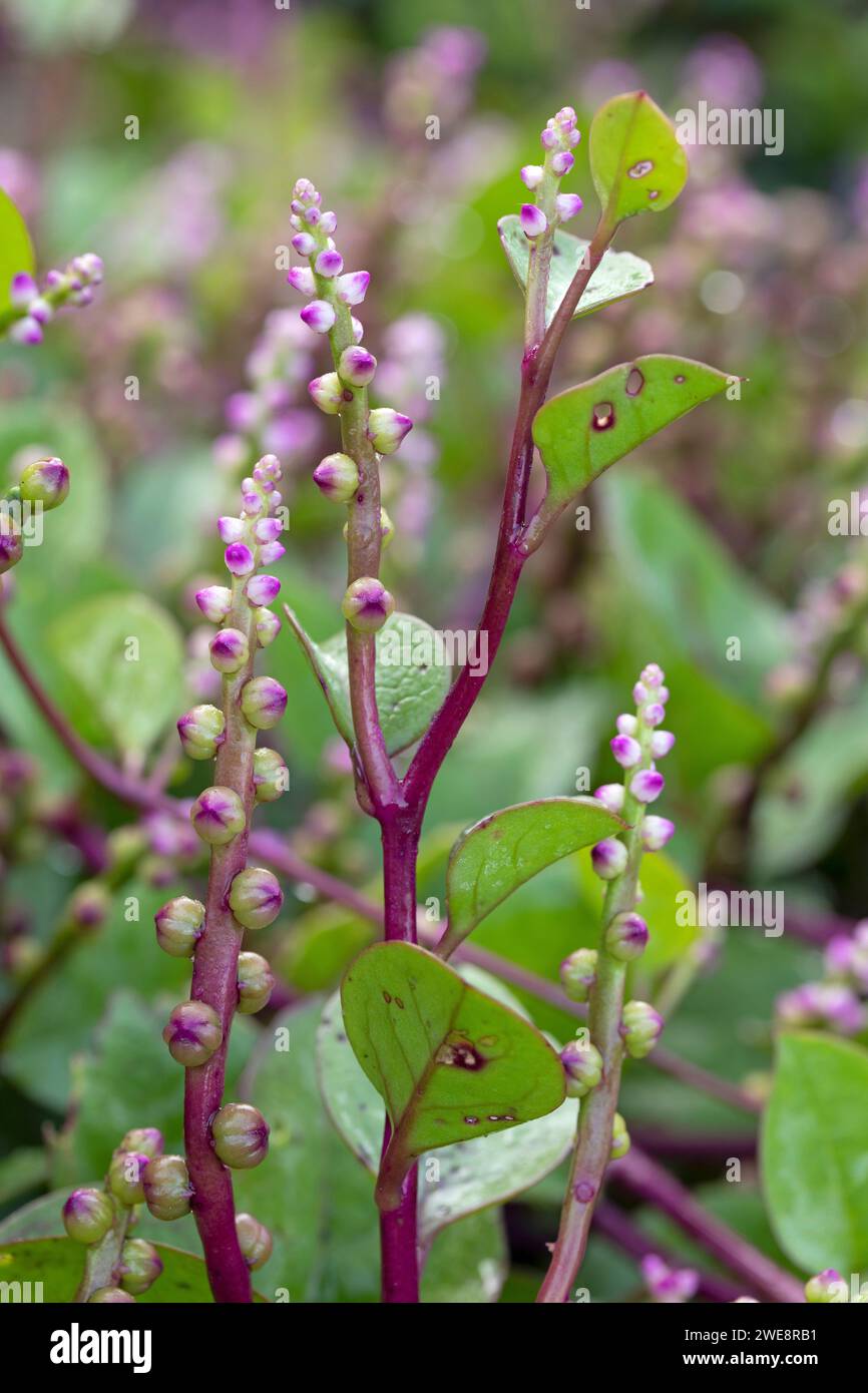 Malabar spinach (Basella alba), flowers Stock Photo - Alamy