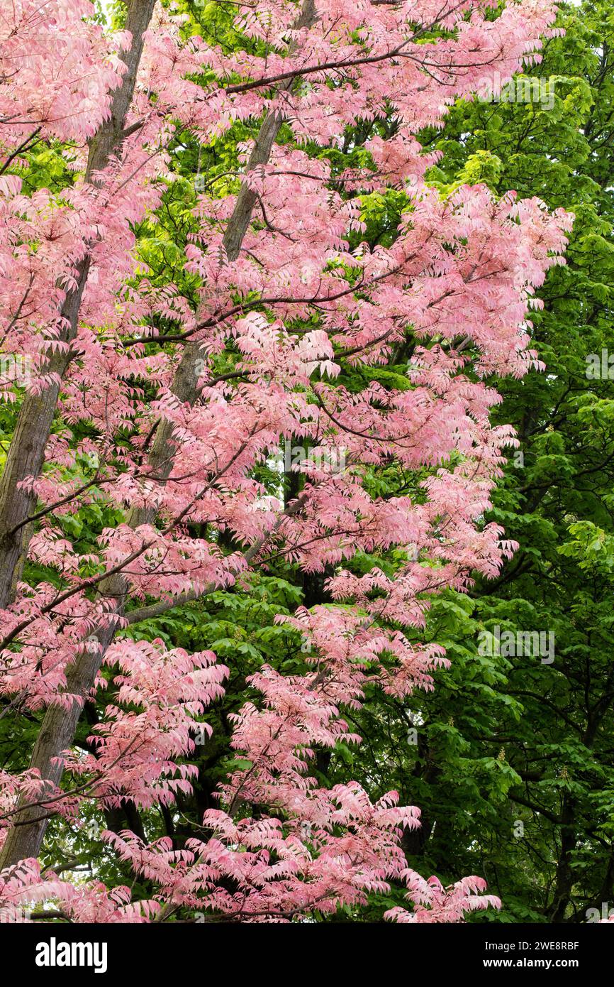 Chinese mahogany (Toona sinensis 'Flamingo' Stock Photo - Alamy