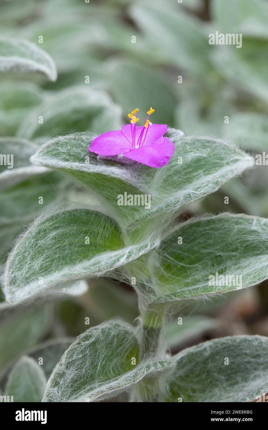 White Velvet (Tradescantia sillamontana), flower Stock Photo - Alamy