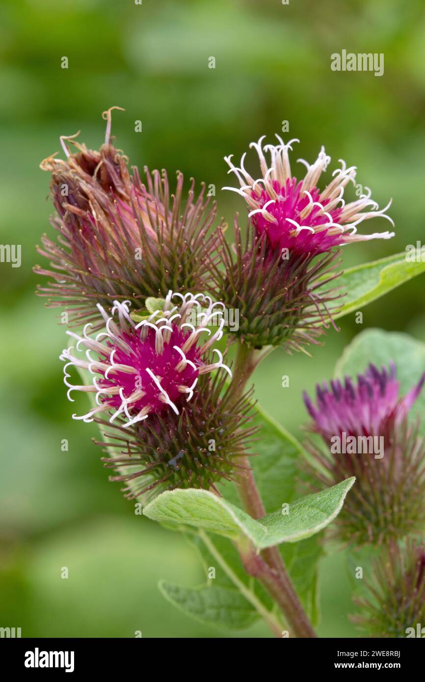 Lesser burdock (Arctium minus), flowers Stock Photo - Alamy