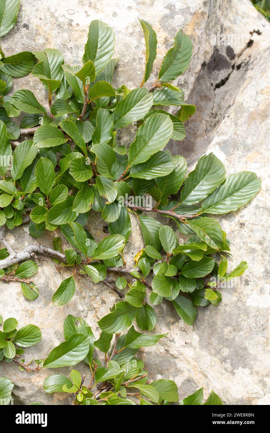 Dwarf Buckthorn (Rhamnus pumila), folaige Stock Photo - Alamy