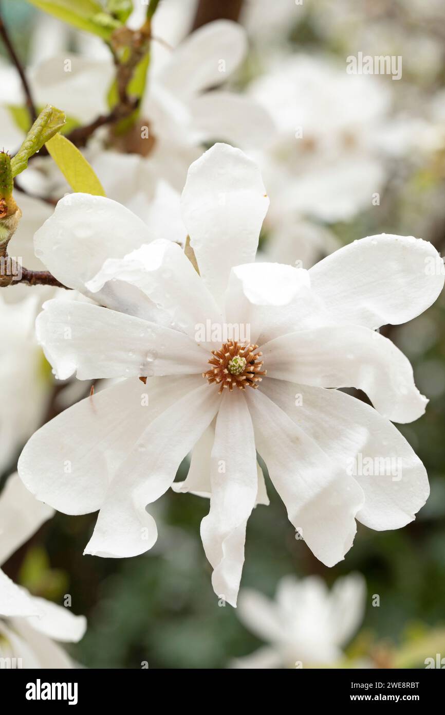 Loebner Magnolia (Magnolia x loebneri), flowers Stock Photo - Alamy