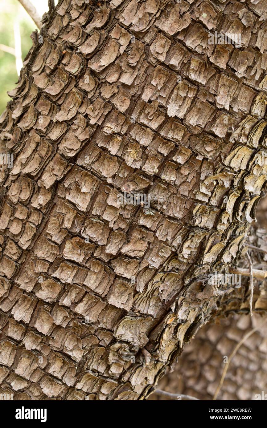 Alligator juniper (Juniperus deppeana), bark Stock Photo - Alamy