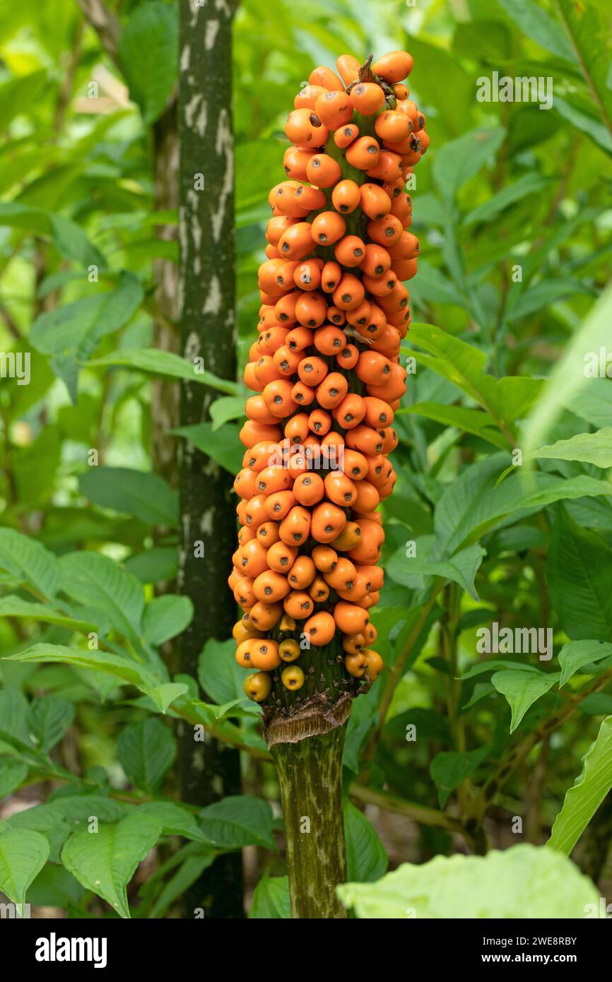 Devil's Tongue (Amorphophallus konjac), fruits Stock Photo - Alamy