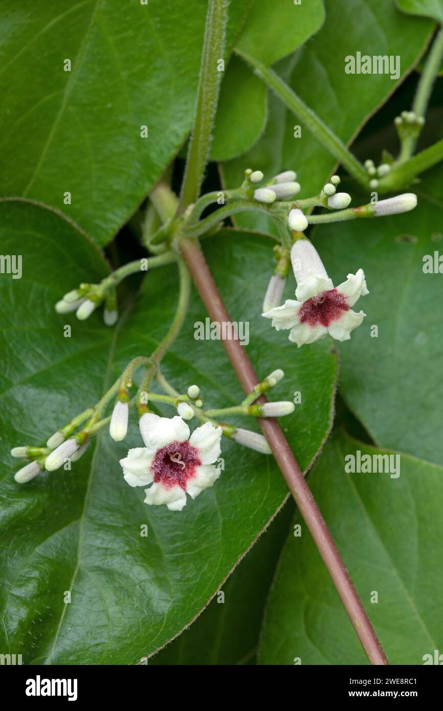 Skunkvine (Paederia foetida), flowers Stock Photo - Alamy