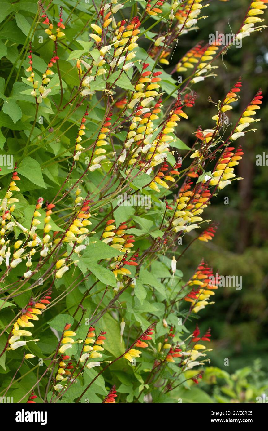 Firecracker vine (Ipomoea lobata), flowers Stock Photo - Alamy