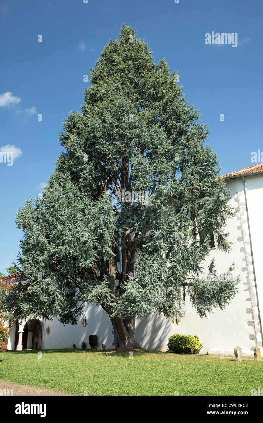 Fastigiated Atlas cedar (Cedrus atlantica 'Fastigiata'), tree Stock ...