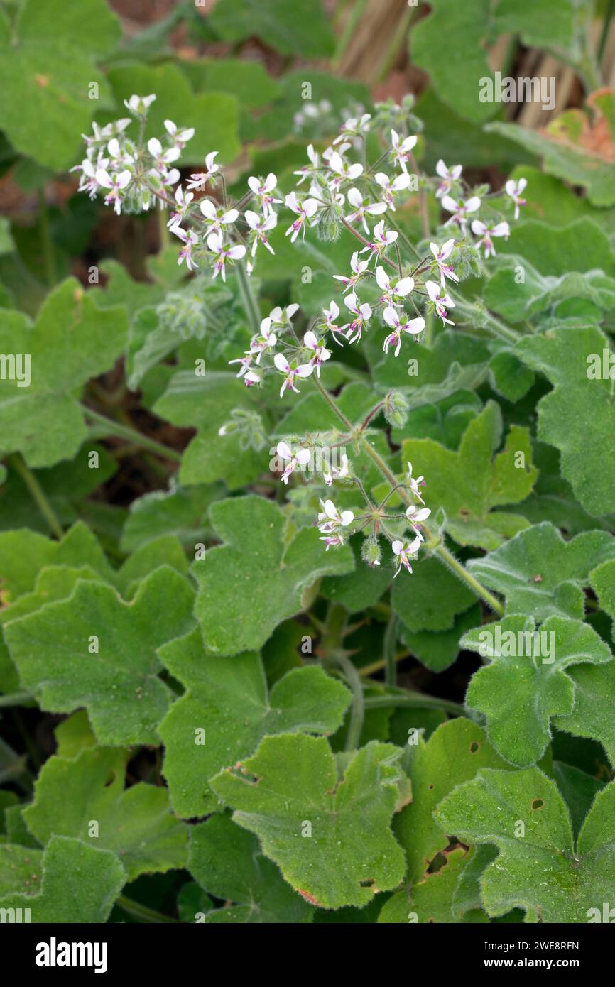 Peppermint pelargonium (Pelargonium tomentosum), flowers Stock Photo ...