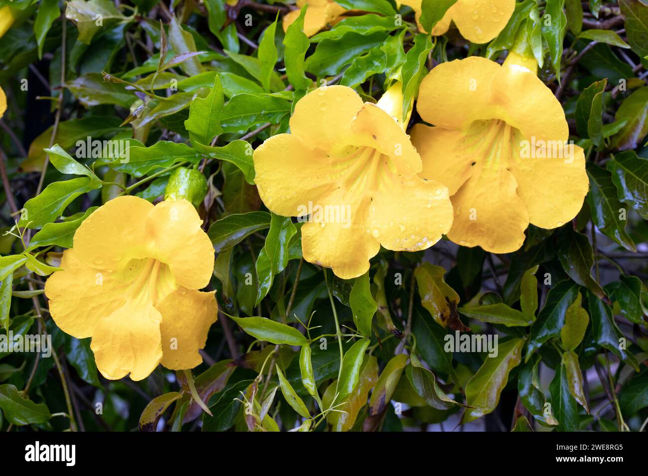 Cat's claw creeper (Dolichandra unguis-cati, Syn.: Macfadyena unguis ...