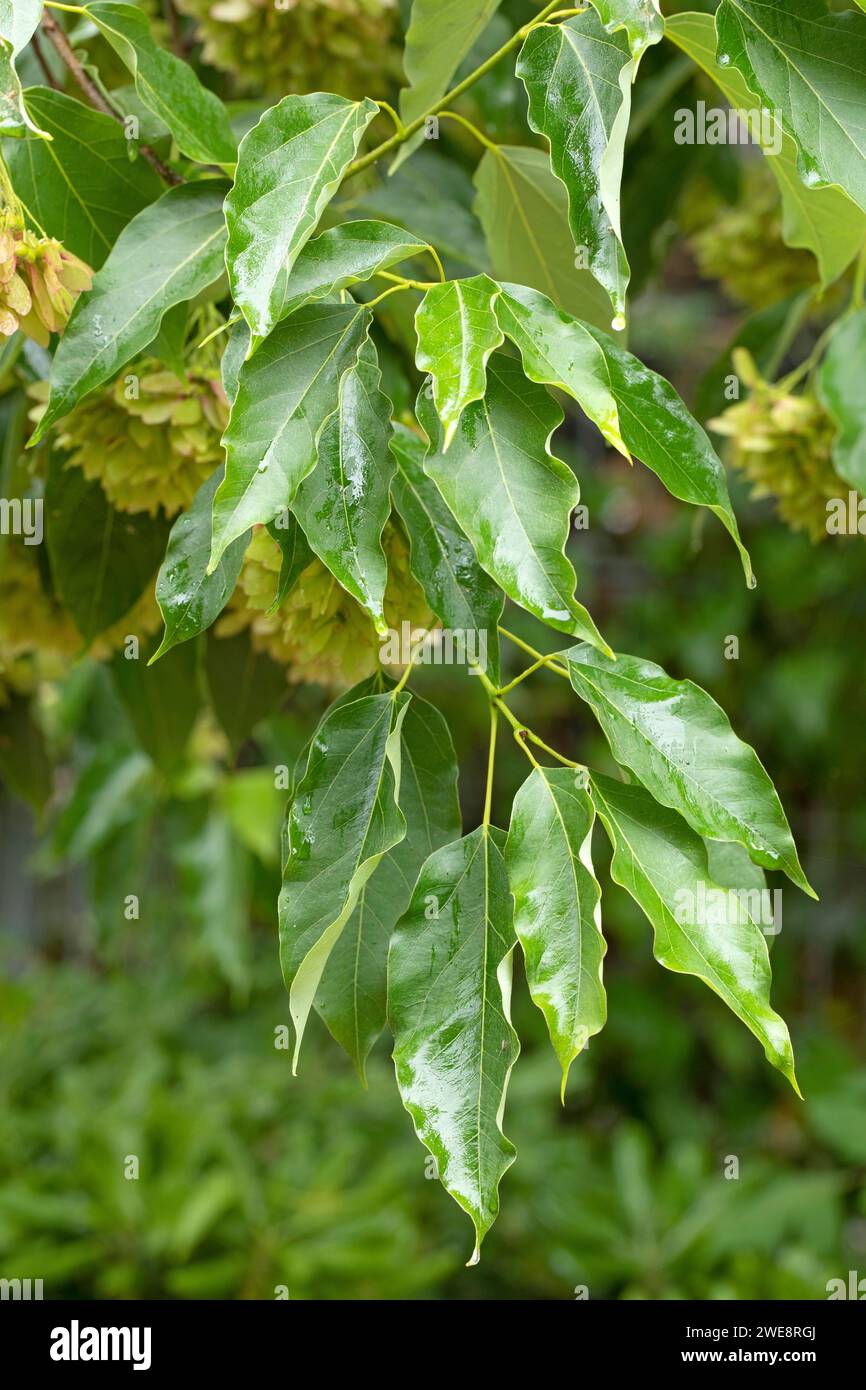 Himalayan maple (Acer oblongum), foliage Stock Photo - Alamy