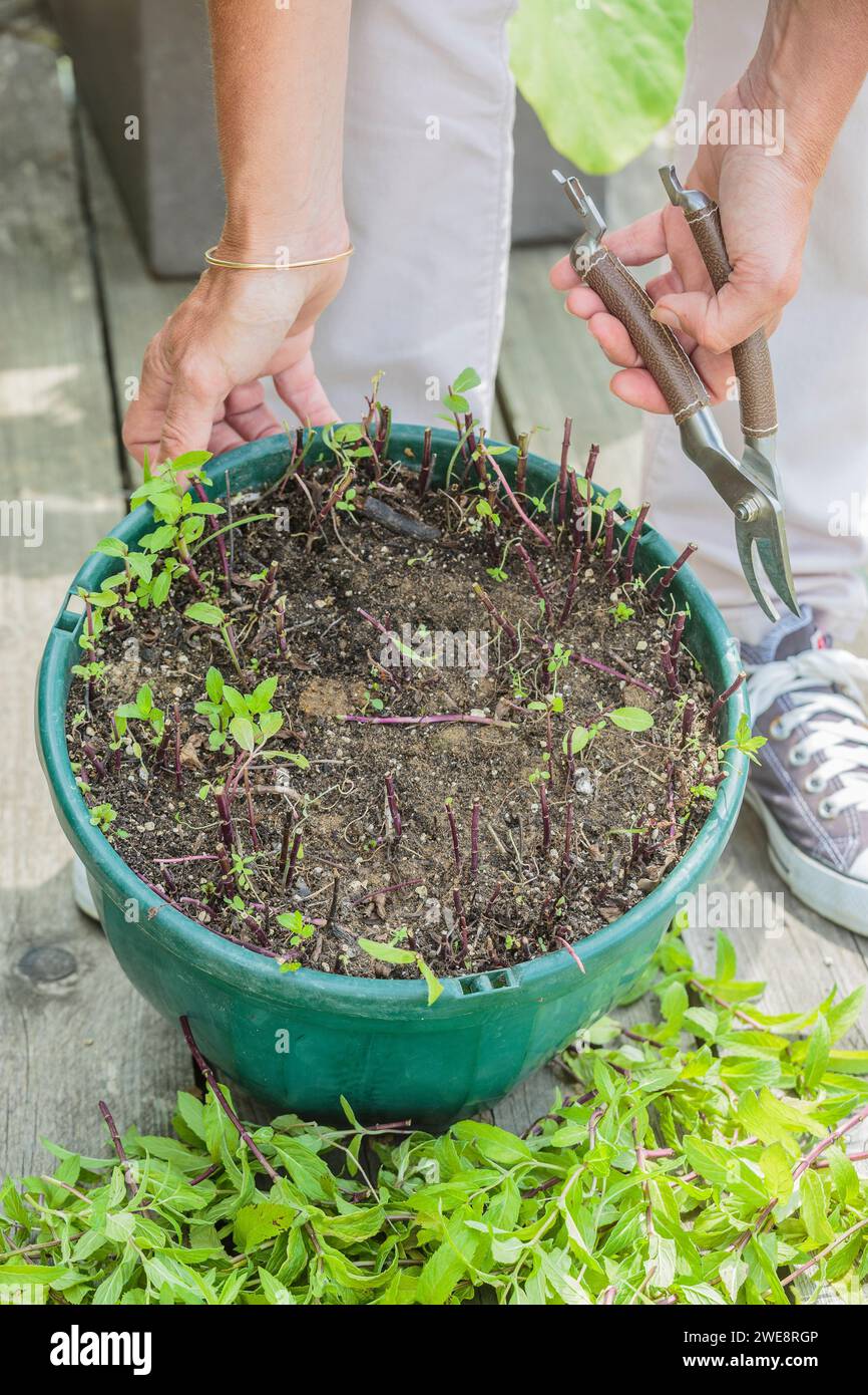 Woman pruning a pot-grown mint Stock Photo - Alamy