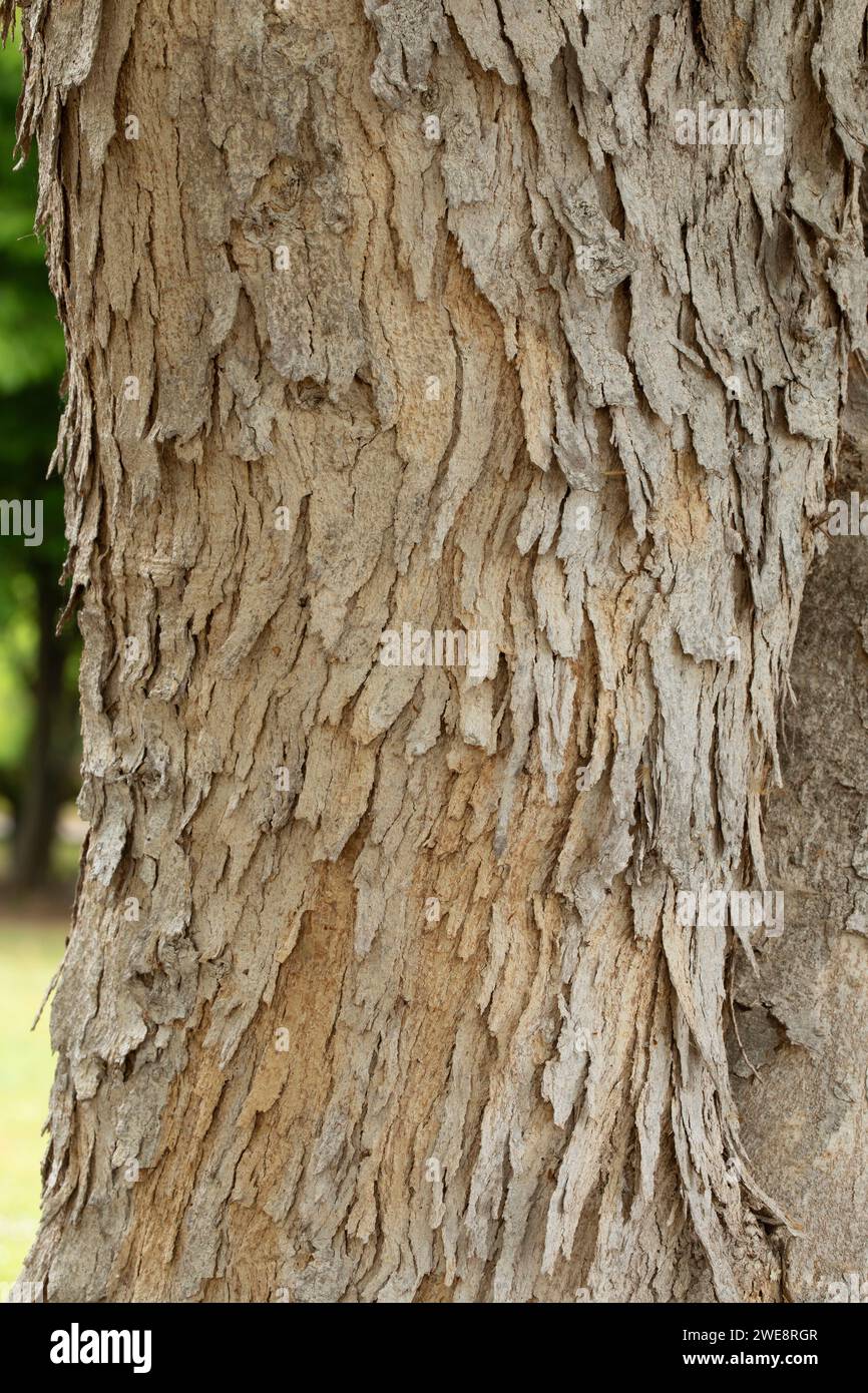Xylosma (Xylosma congesta), bark Stock Photo - Alamy