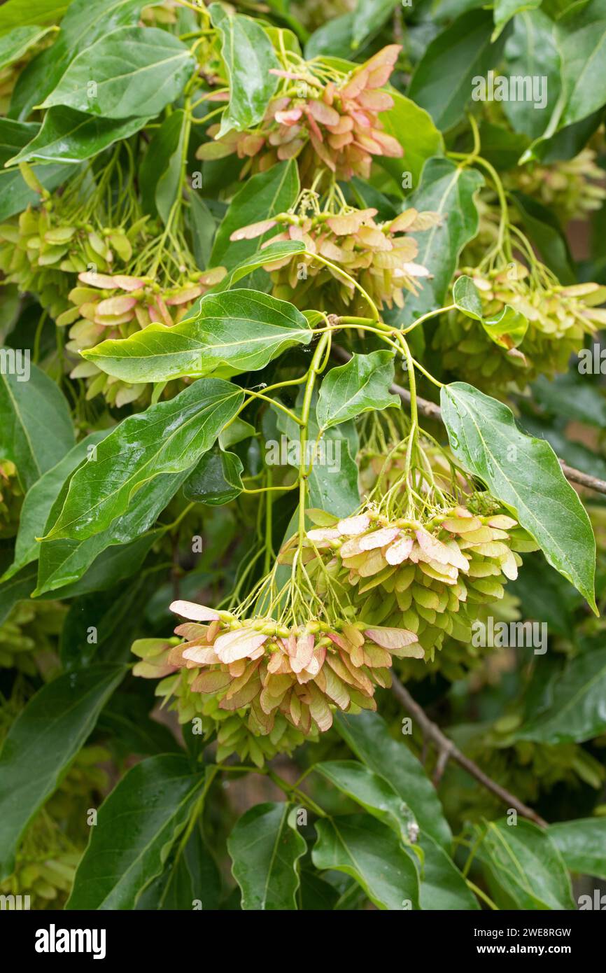 Himalayan maple (Acer oblongum), fruits Stock Photo - Alamy