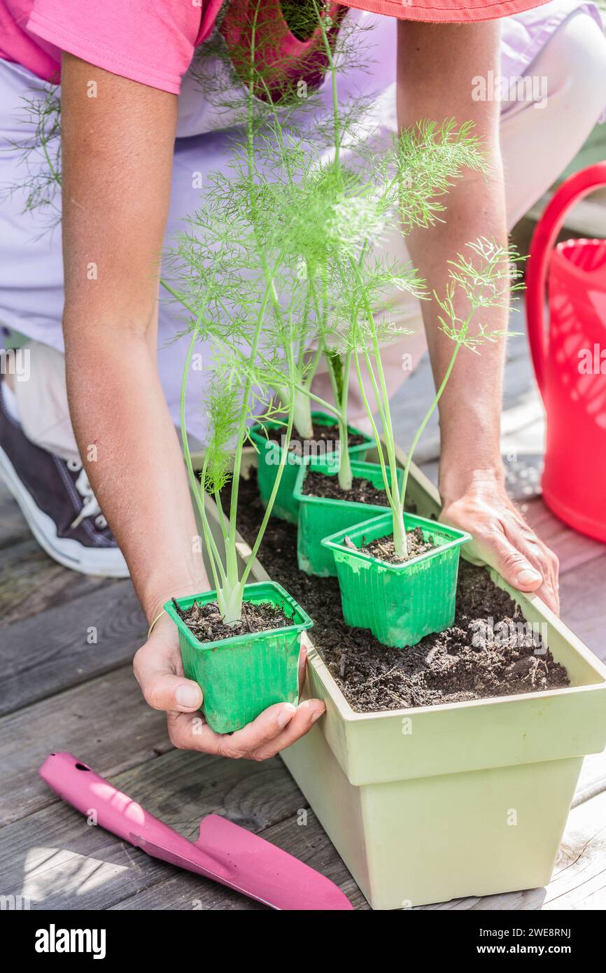 Step-by-step planting of fennel in a window box Stock Photo - Alamy