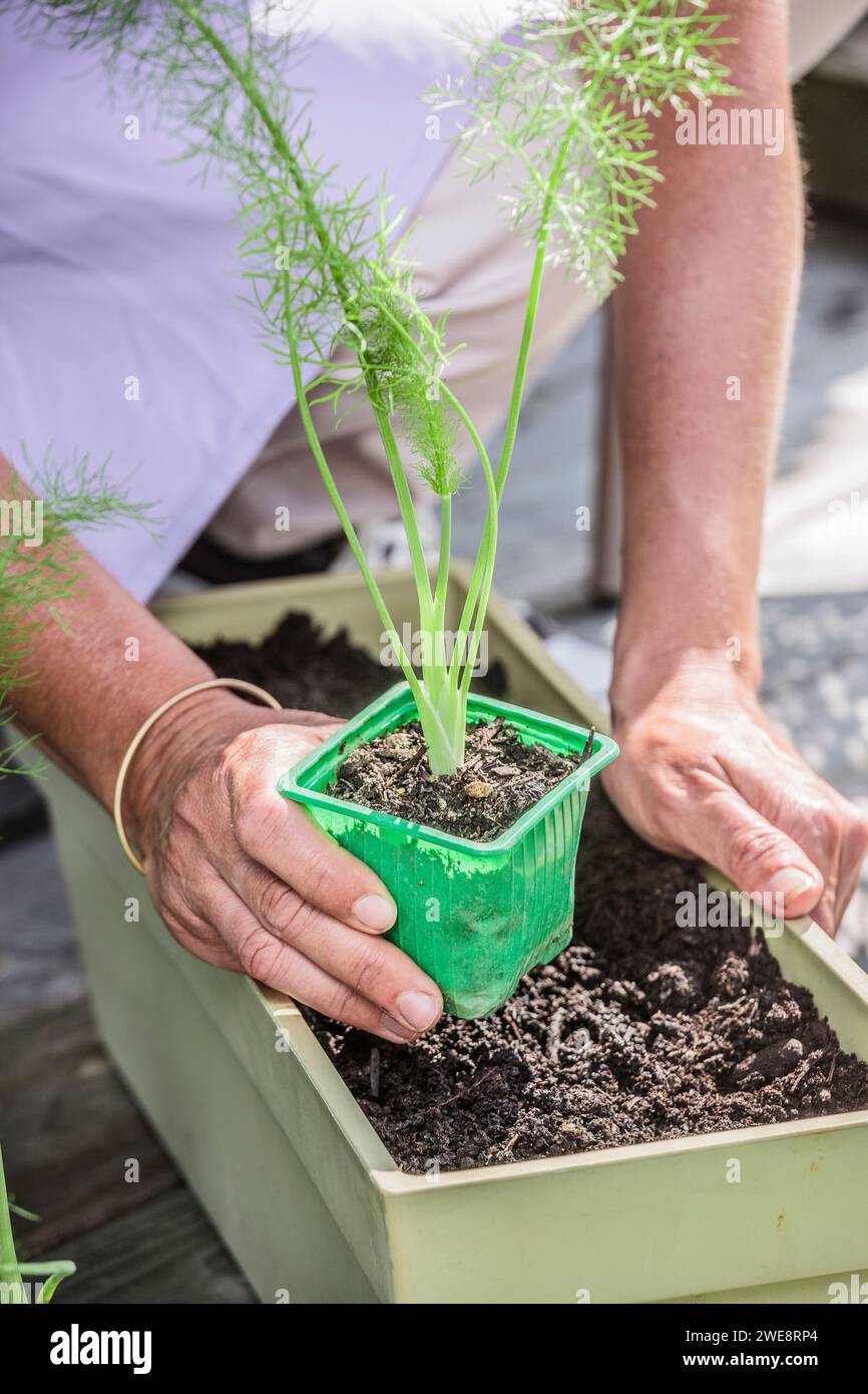 Step-by-step planting of fennel in a window box Stock Photo - Alamy