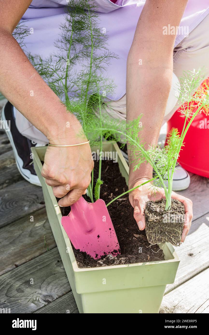 Step-by-step planting of fennel in a window box Stock Photo - Alamy