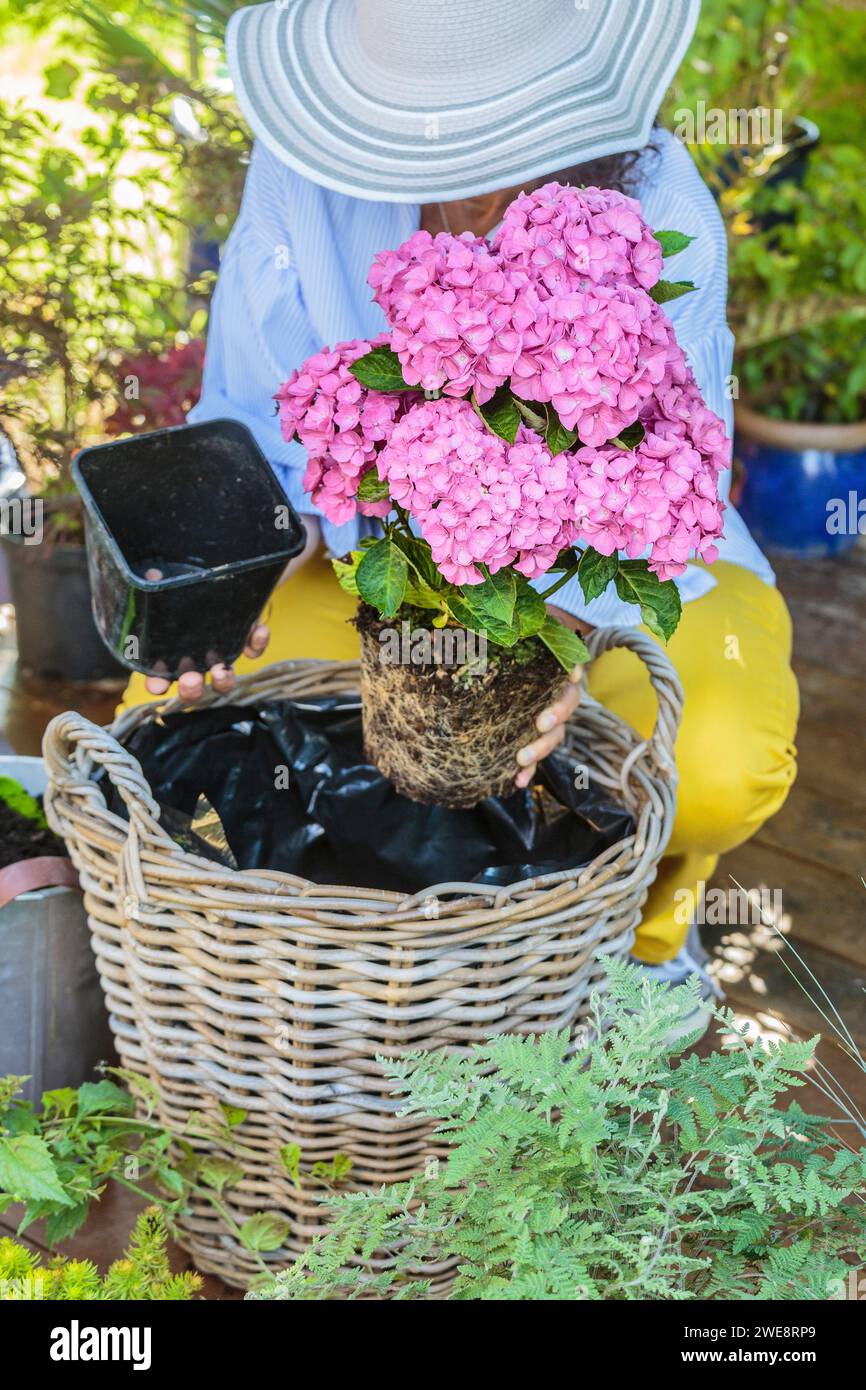 Step-by-step planting of a window box in a wicker basket. Planting a ...