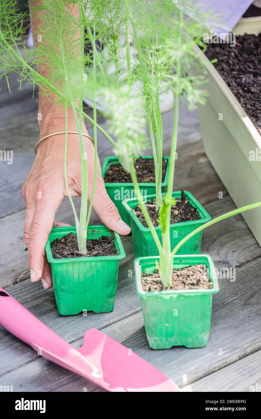 Step-by-step planting of fennel in a window box Stock Photo - Alamy