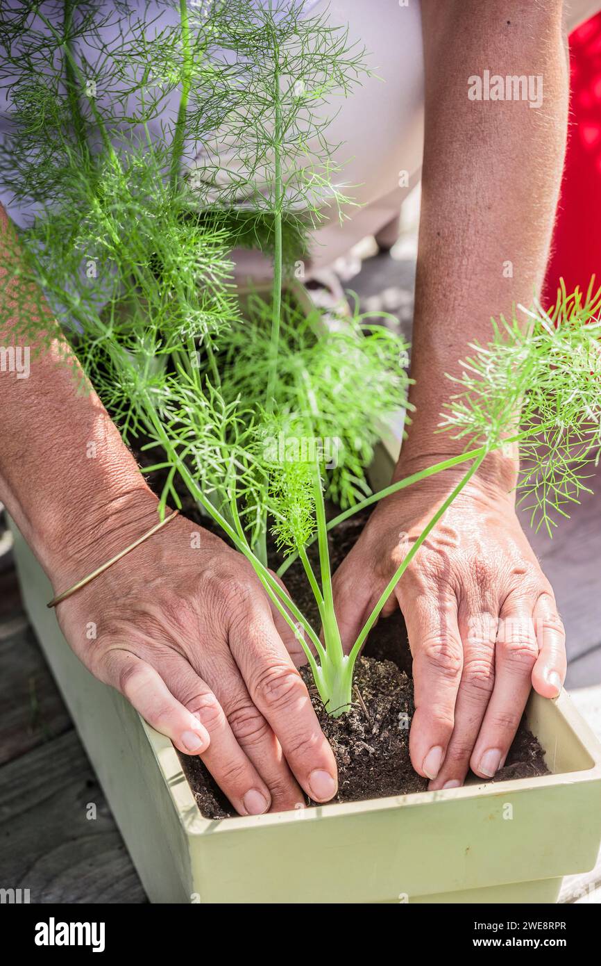 Step-by-step planting of fennel in a window box Stock Photo - Alamy