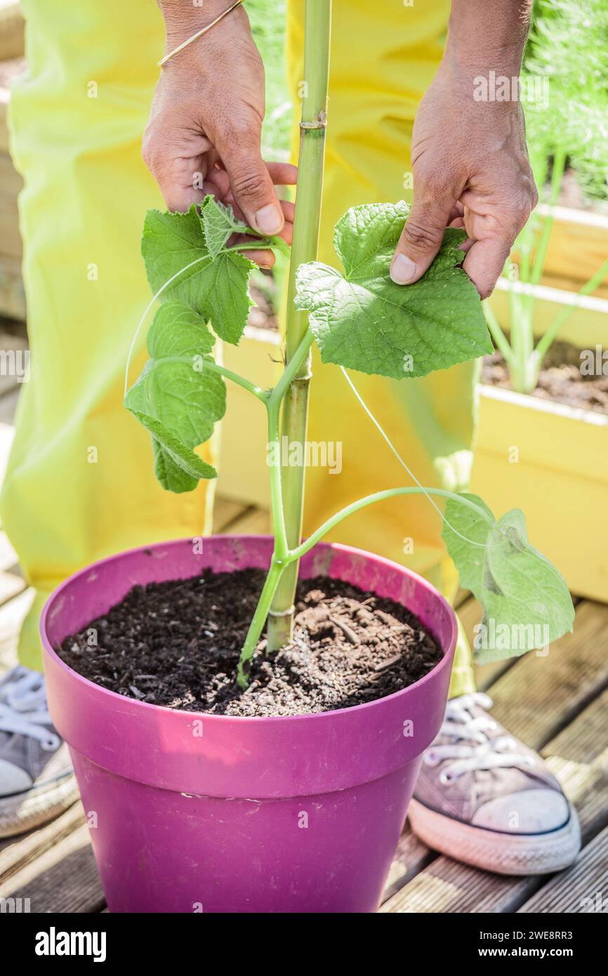 Woman planting a potted cucumber on a terrace. Staking Stock Photo - Alamy