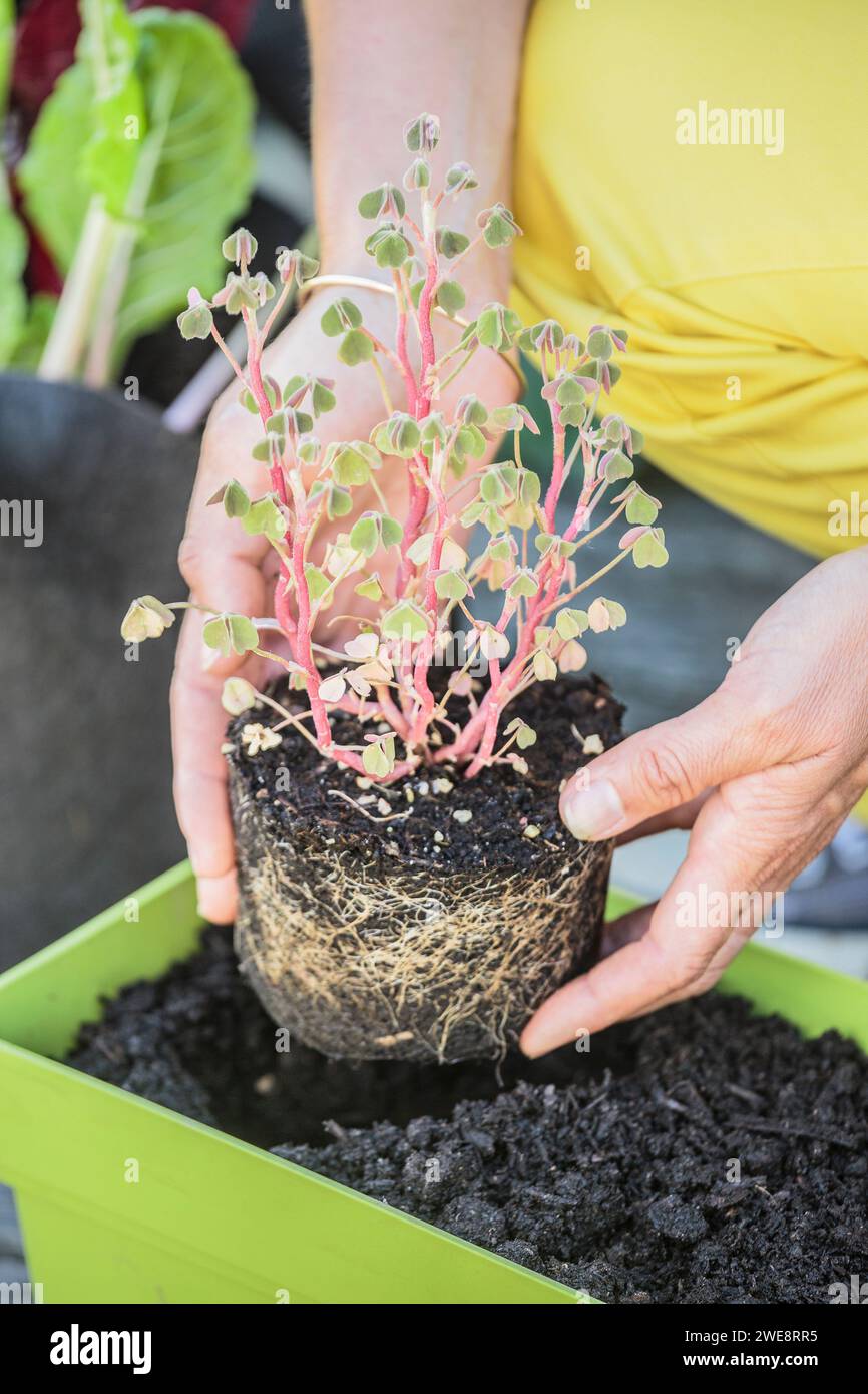 Planting a Peruvian Oca (Oxalis tuberosa) in a window box Stock Photo ...
