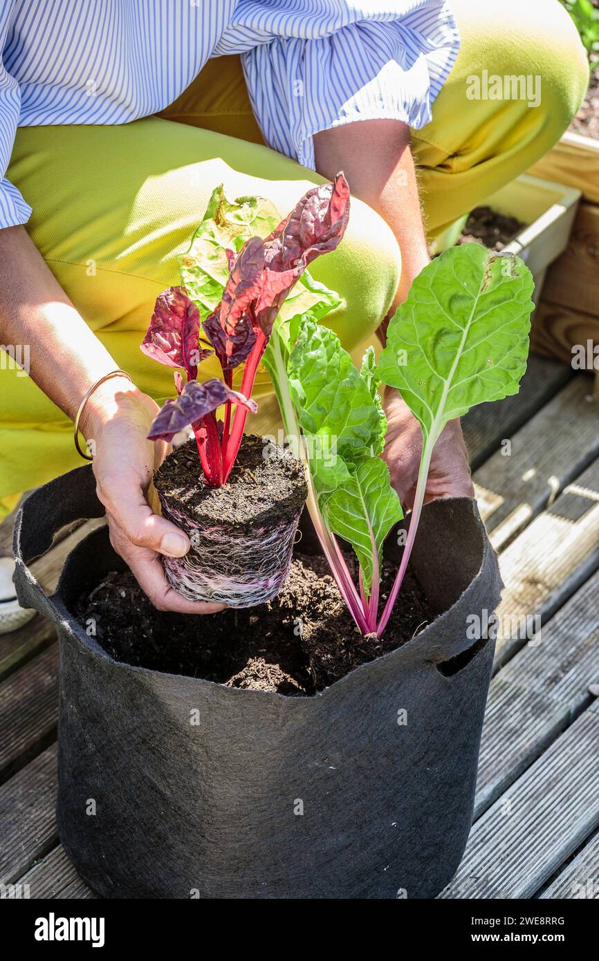 Planting chard in a Grow Bag. Handling a planting bag Stock Photo - Alamy