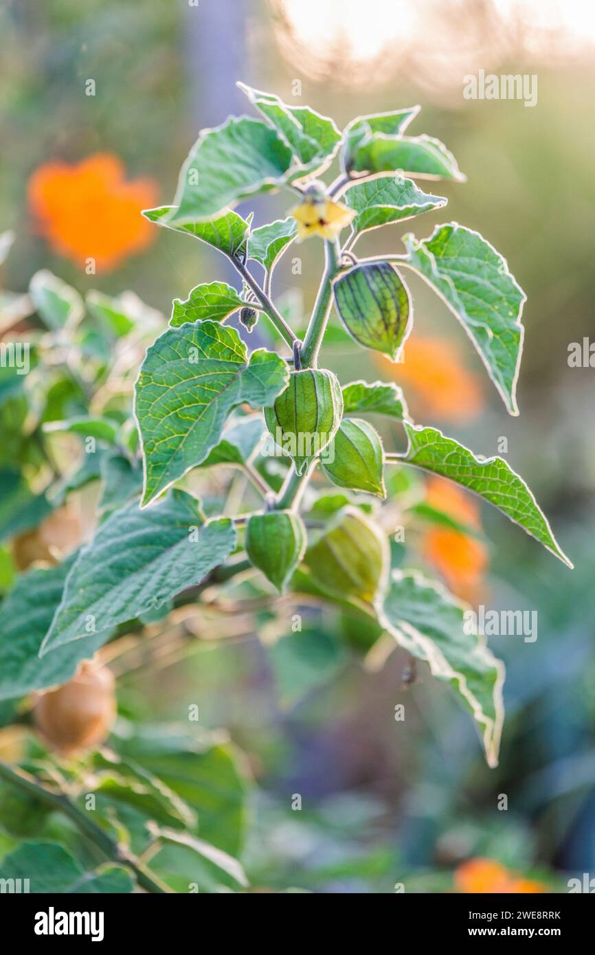 Peruvian groundcherry (Physalis peruviana) fruits forming in late ...